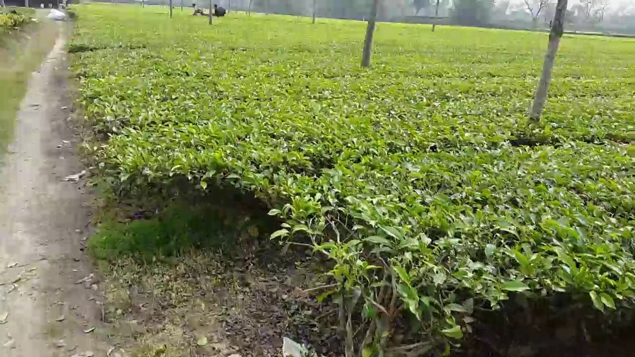 Amar cha Bagan - YouTube