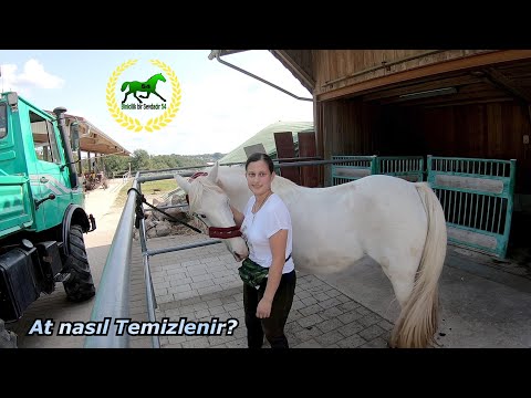 At nasıl Temizlenir? | Sally | CV Ponyfarm