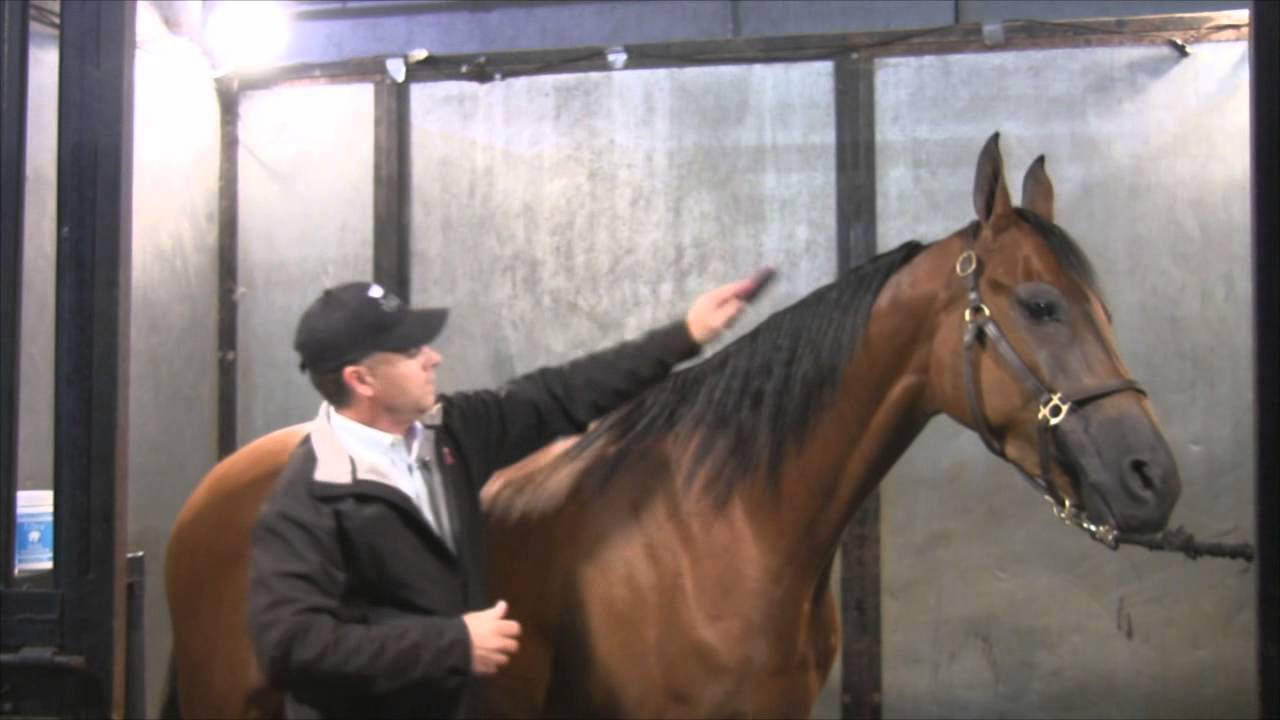 Trainer's Tips - Ultra Final Touch with Dan Whitt - YouTube
