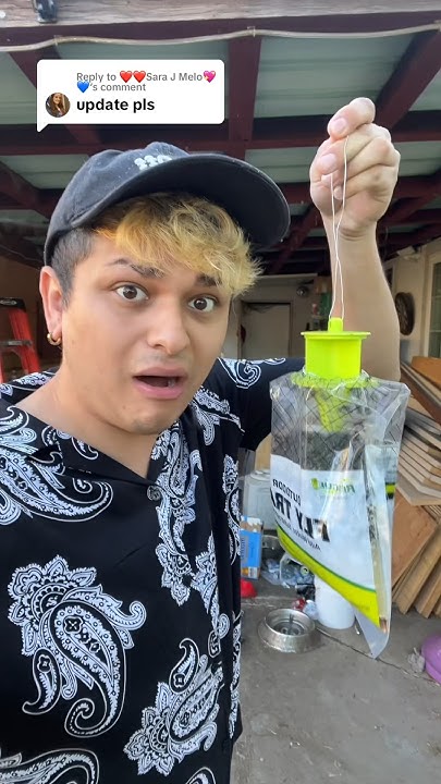 Checking The Fly Trap 🪰 It Hasnt Even Been 24 Hours Yet 🤯 Chicken Duck Fly Youtube