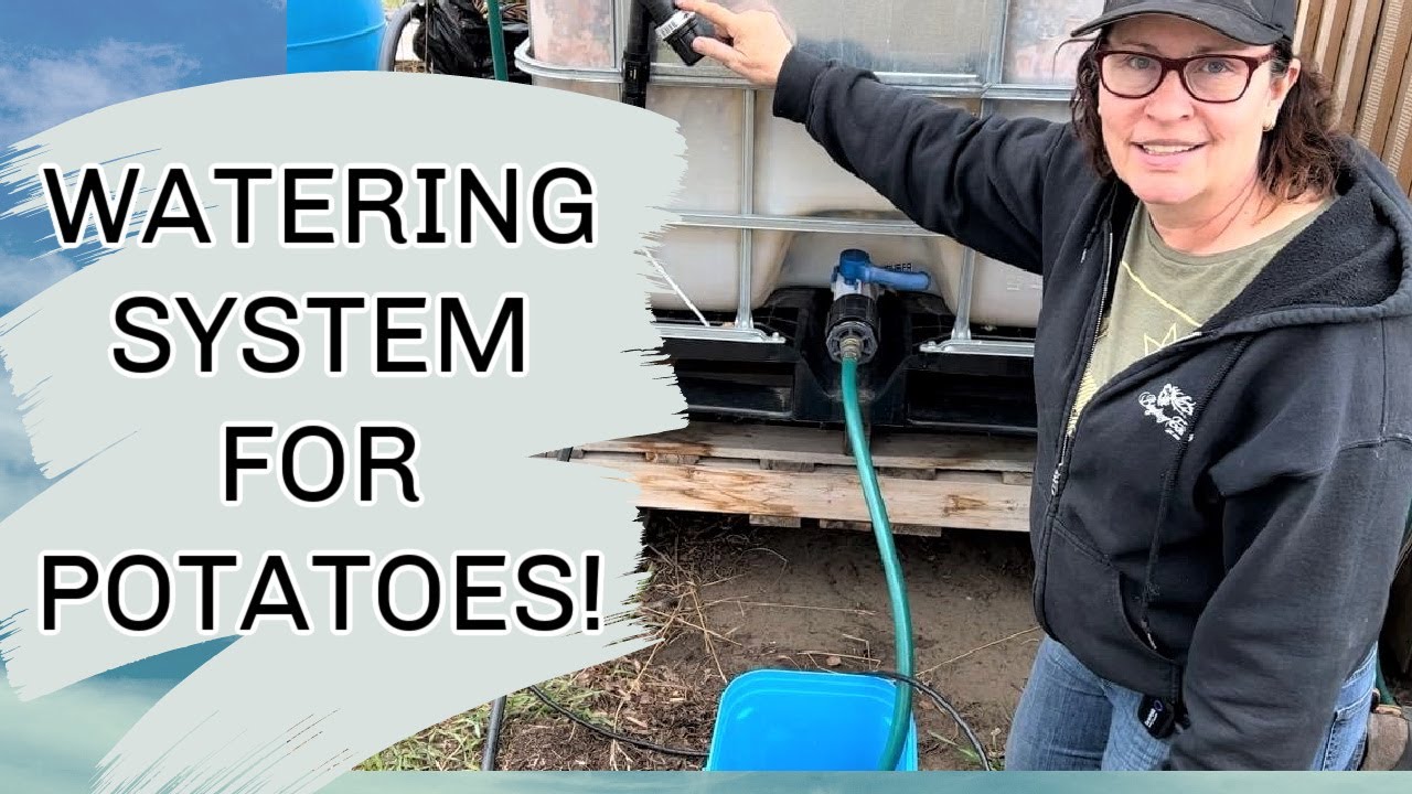 Drip Irrigation System for Potatoes 💦🥔 - YouTube