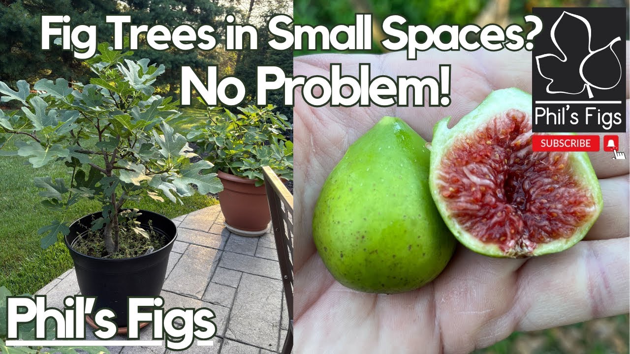 Growing A Fig Tree in Colder Climates Smaller Spaces In A Container ...
