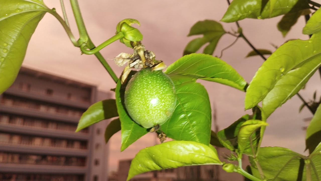 passion fruit tang fol er dekha - YouTube