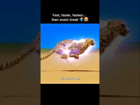 Tiger vs Lion vs Cheetah: Who’s Fastest?