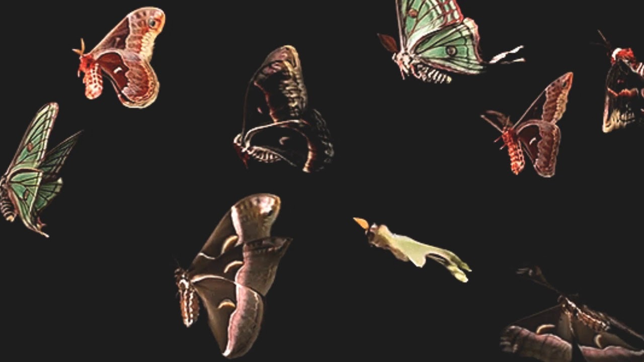 (FREE) Asap Rocky X Playboi Carti Type Beat "Butterflies" - YouTube