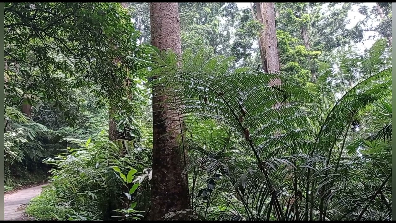 Tanaman Damar ( Agathis damara ) - YouTube