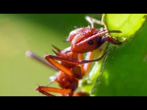 COMBATENDO FORMIGAS EM PASTAGENS - YouTube