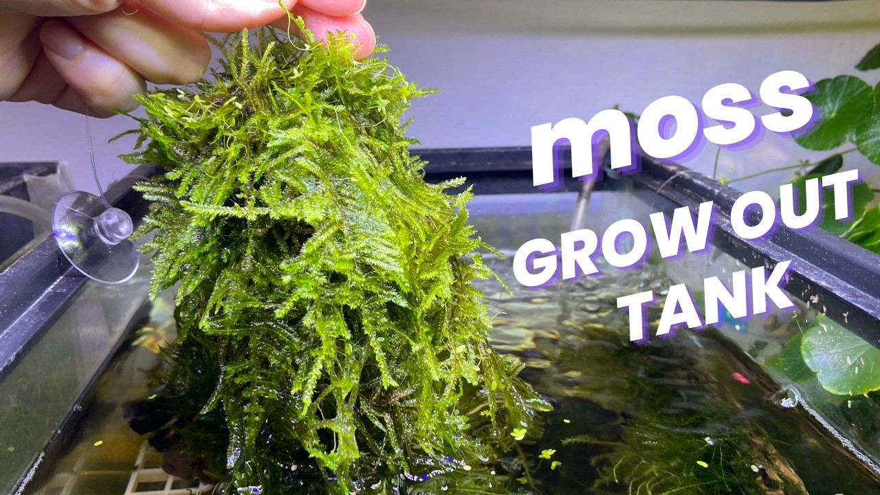 moss grow out tank - YouTube
