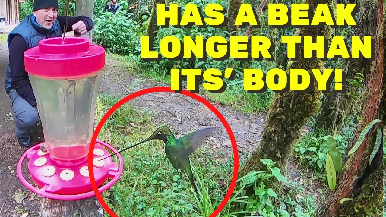 What HUMMINGBIRD has the LONGEST BEAK? SWORD-BILLED in Ecuador! - YouTube