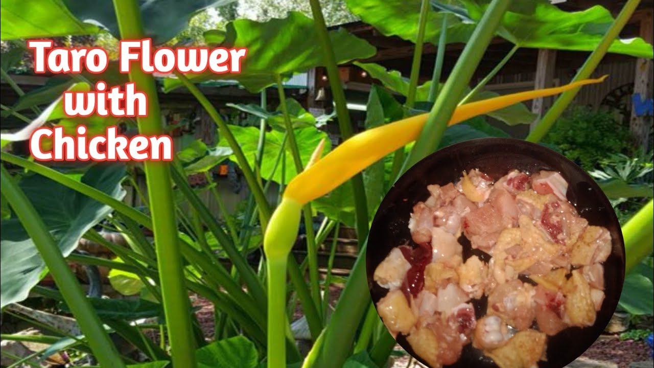 Taro Flower With Chicken Recipe | How to Cook Taro Flower | Bodo Food ...