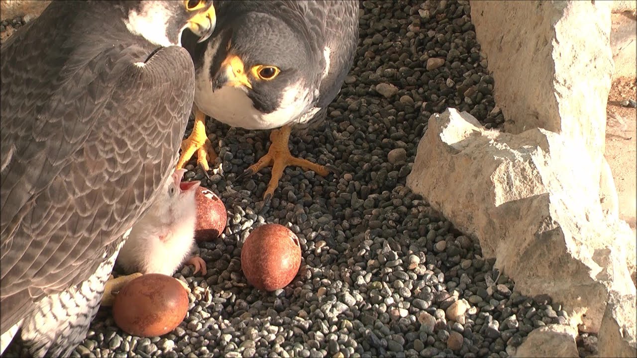 Osaka Peregrine Falcons/2011-04-13/Dad looks so happy to see his first ...