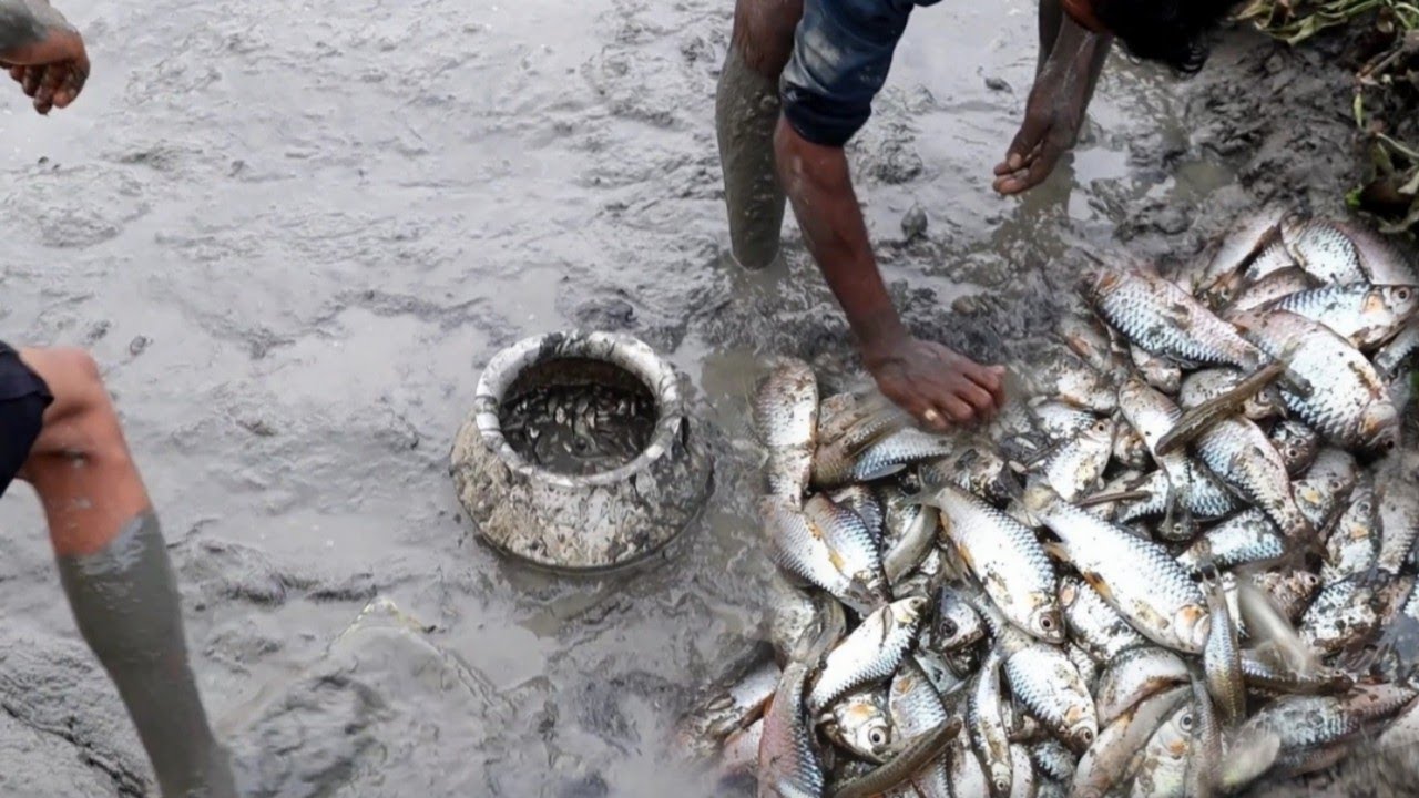 Hand fishing -catching small fish||ছেলেগুলো হাত দিয়েই এক হাড়ি দেশীয় ...