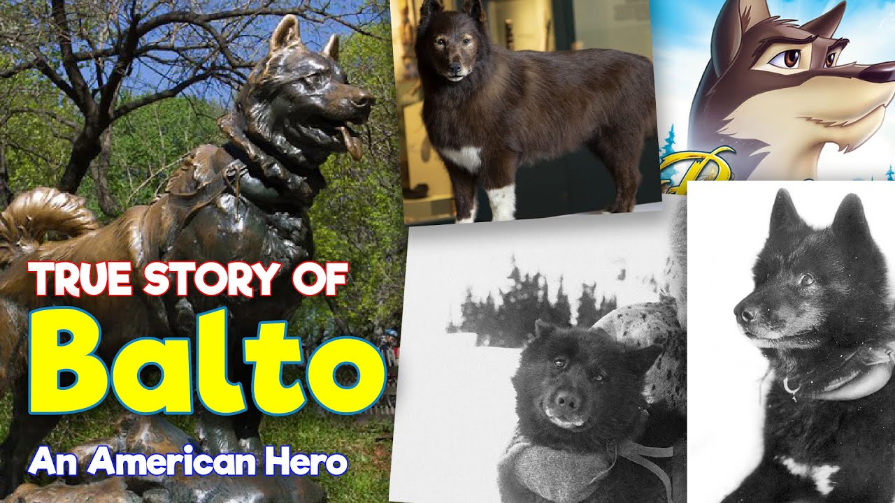 Ang Istorya ng Isang Bayaning Aso na si BALTO! | The True Story of ...