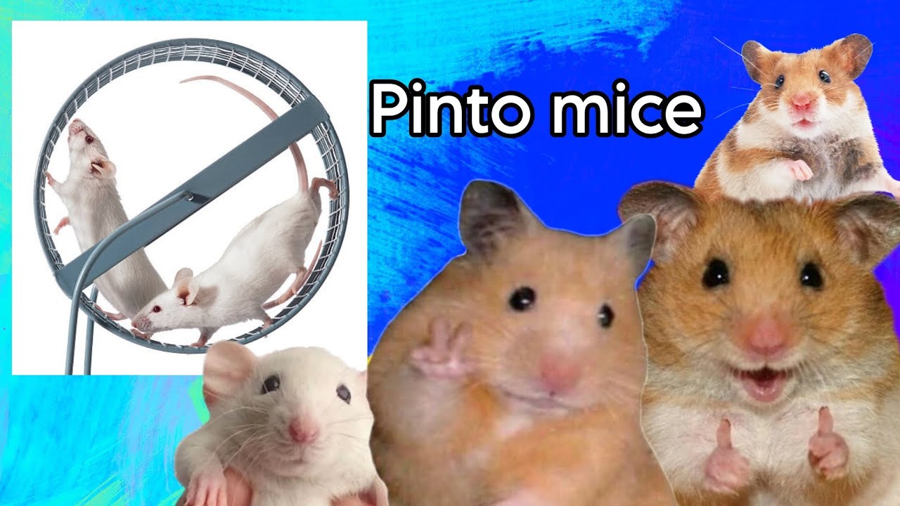 See the beautiful pinto mice | Felipe Yago | #fypシ #fypシ゚viral # ...
