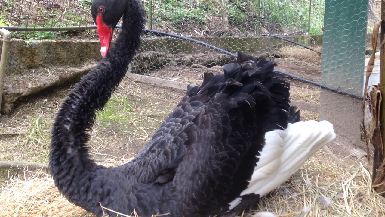 Filhotes de Cisne Negro - YouTube