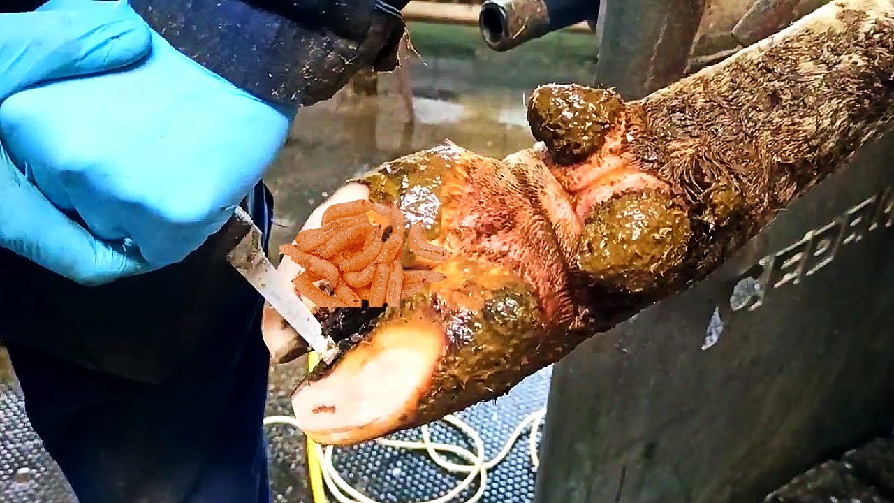 HUGE PRESSURE RELEASE from COW'S HOOF - YouTube