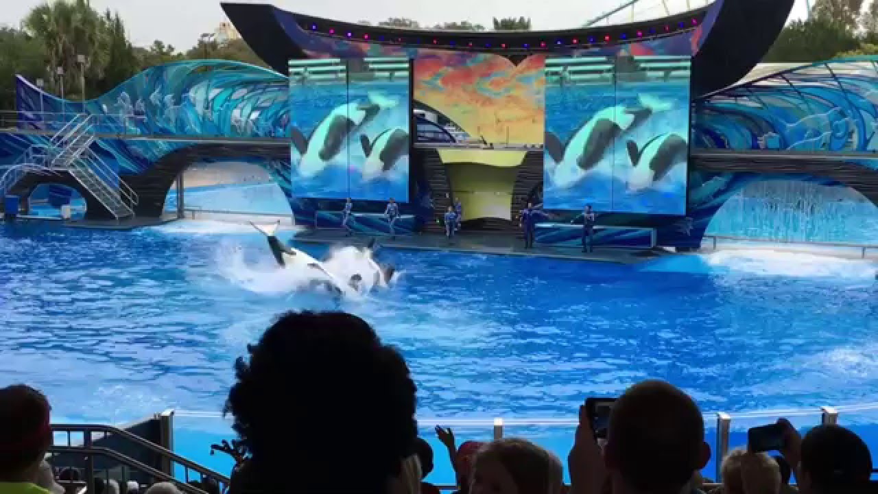 SeaWorld | Behind the scenes tour! - YouTube