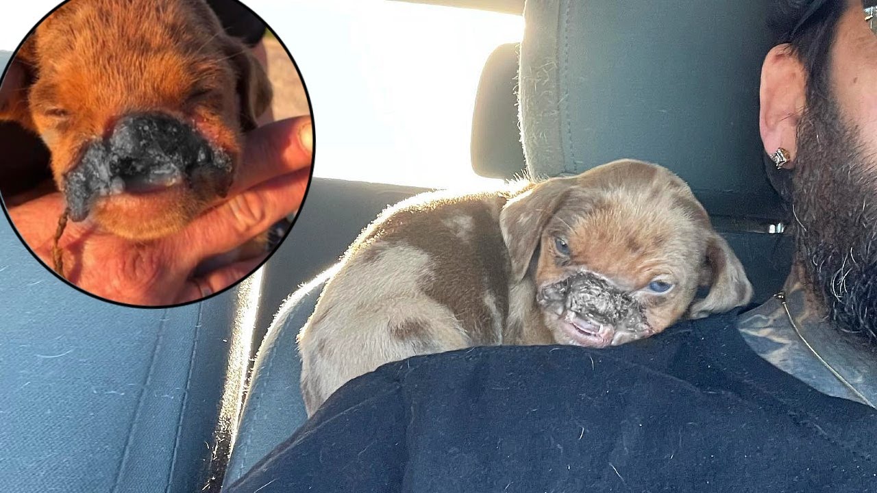 The dramatic journey of the world's ugliest dog, from abandonment and ...