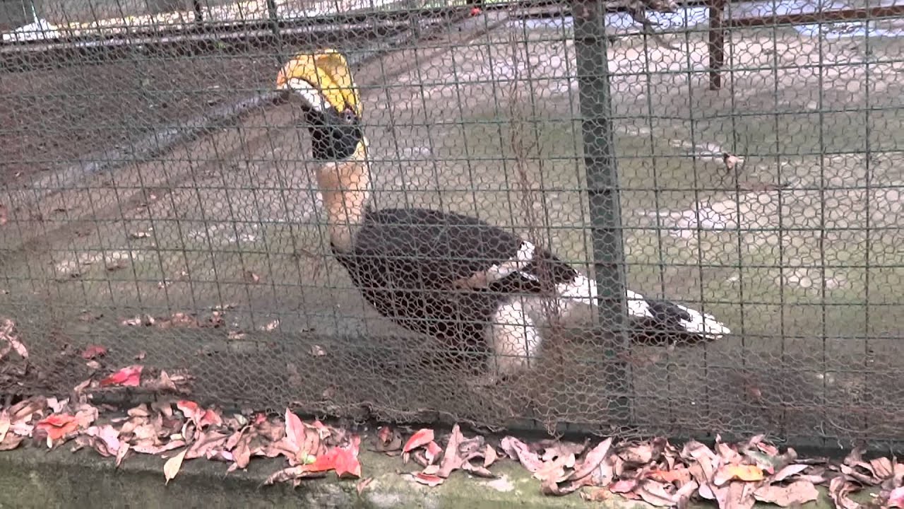 Hornbill - vezhambal -waiting for rain !!! - YouTube