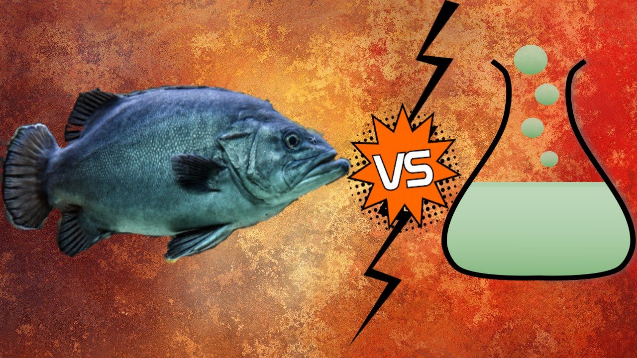 Fish Vs Hydrochloric Acid | How it reacts [Must Watch] - YouTube