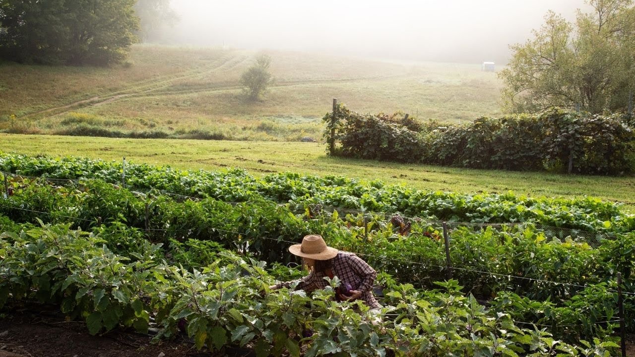 Resilient Agriculture in New England: A Farm Tour with Anna Meyer - YouTube