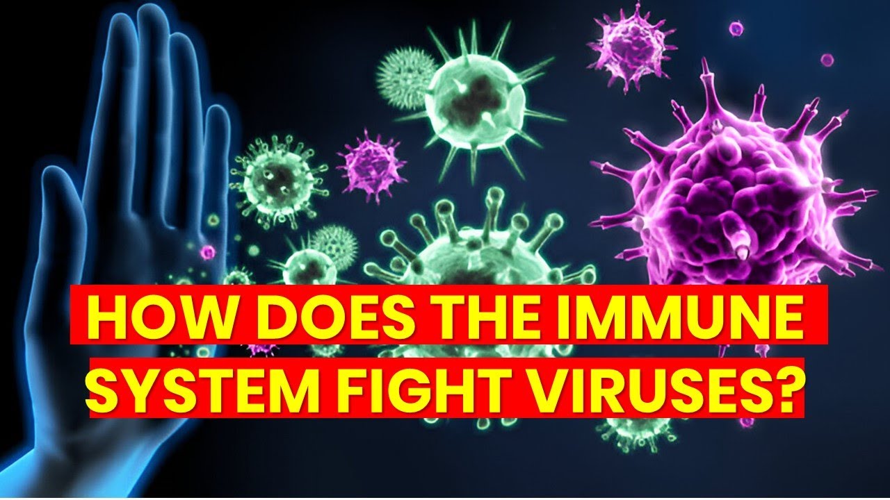 The Immune System's Powerful Defense Against Viruses Revealed - YouTube