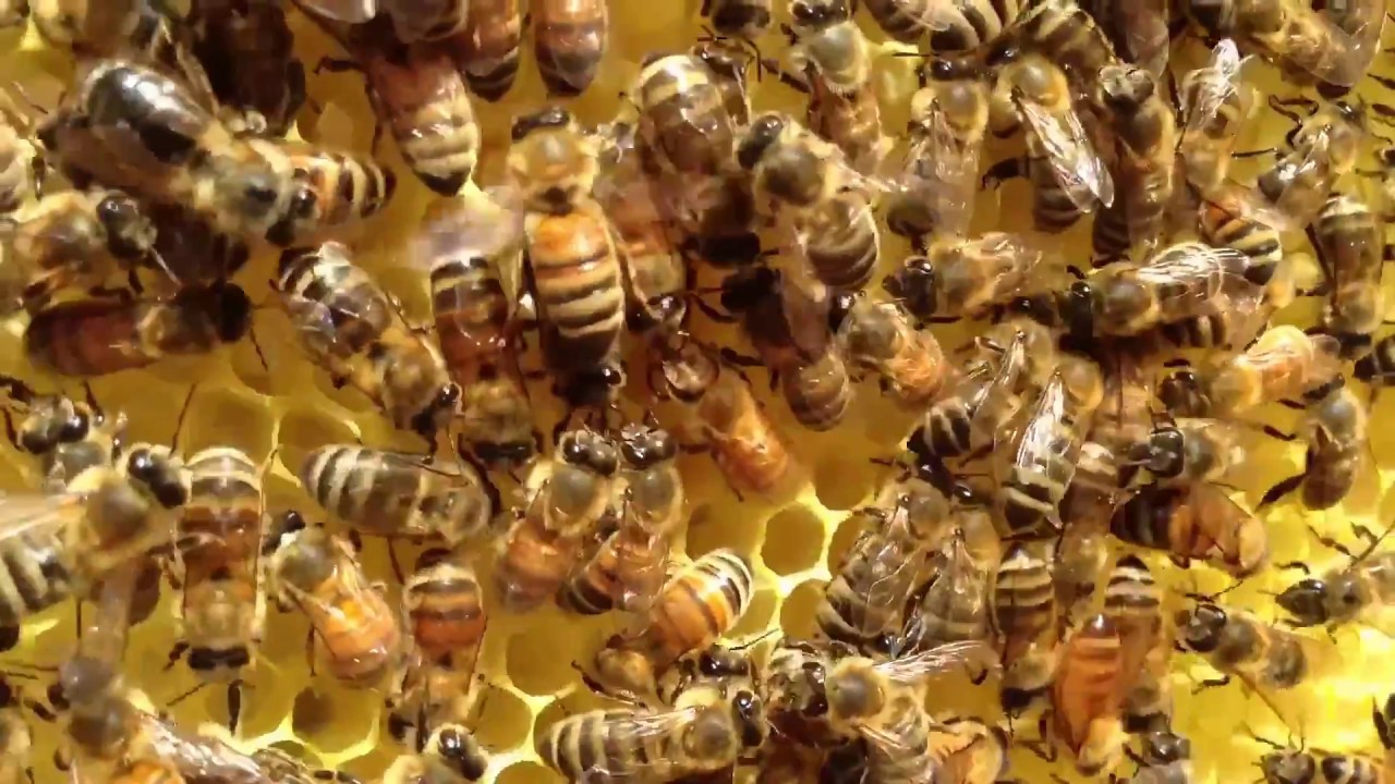 Honey Bee Waggle Dance Ask A Biologist - YouTube