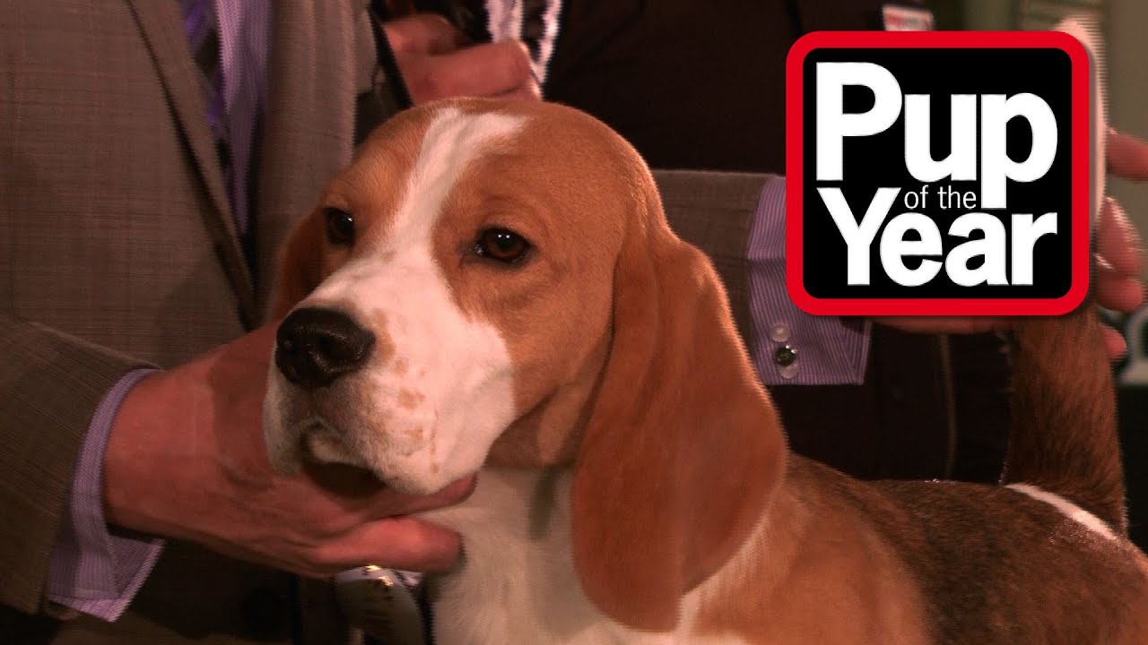 Pro Plan/Dog World Pup of the Year Final 2014 - YouTube