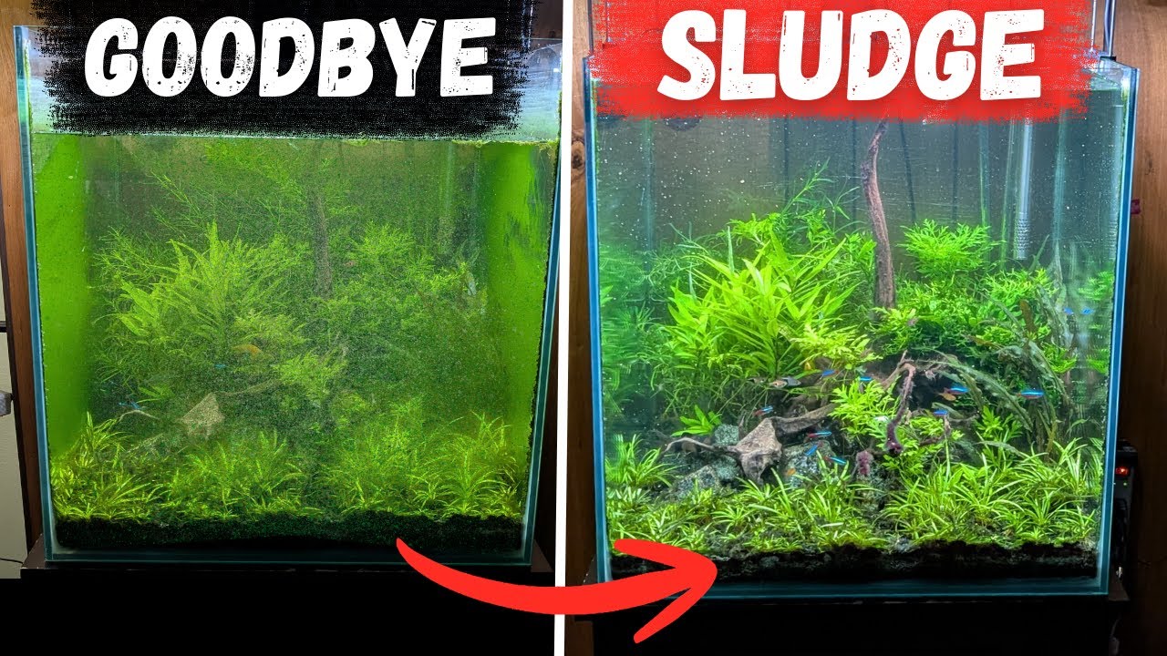 Gunky Fish Tank? Here’s How to Transform It in 7 SIMPLE Steps - YouTube