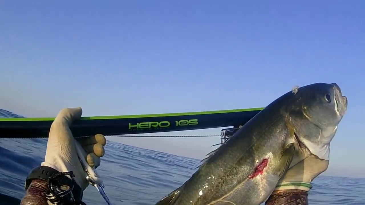 Spearfishing : Agguatando nel sottocosta col Salvimar Hero 105 - YouTube