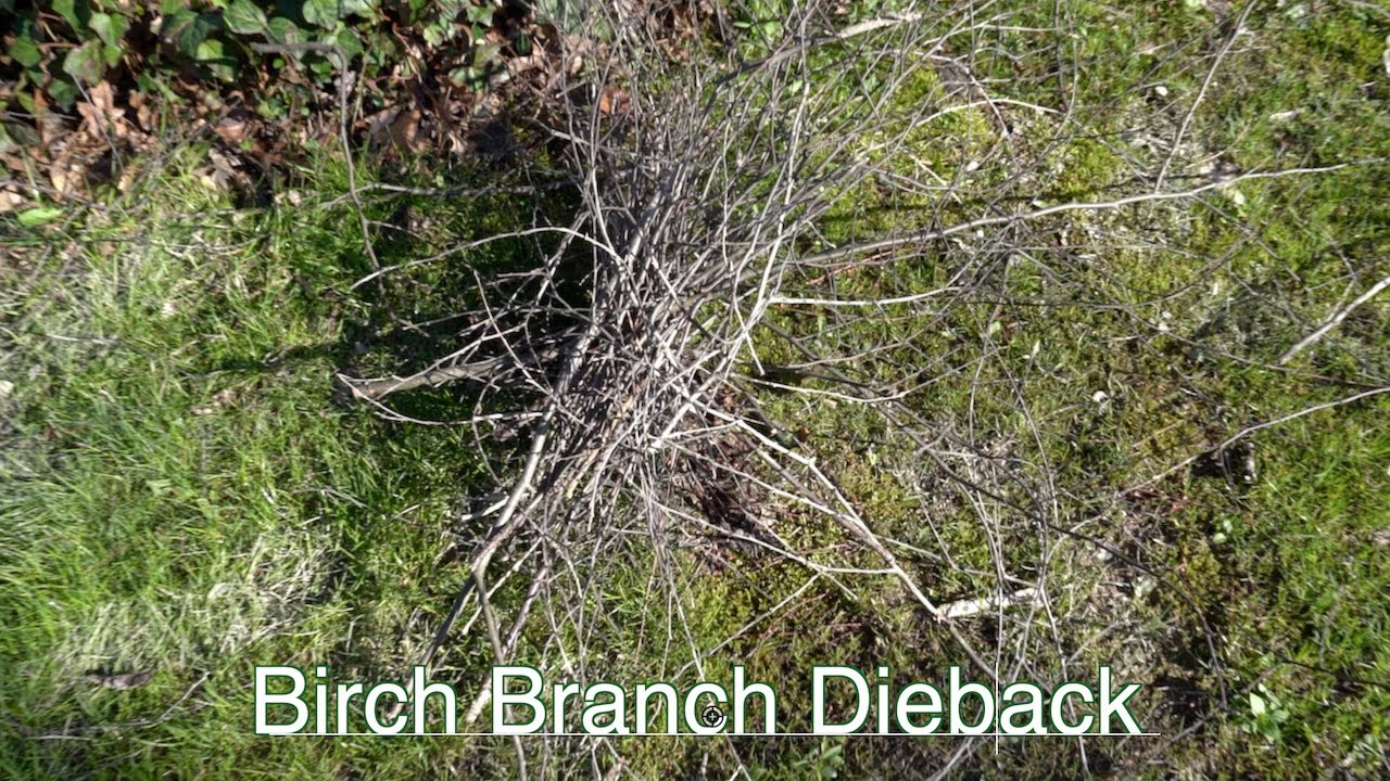 Birch Branch Dieback - YouTube