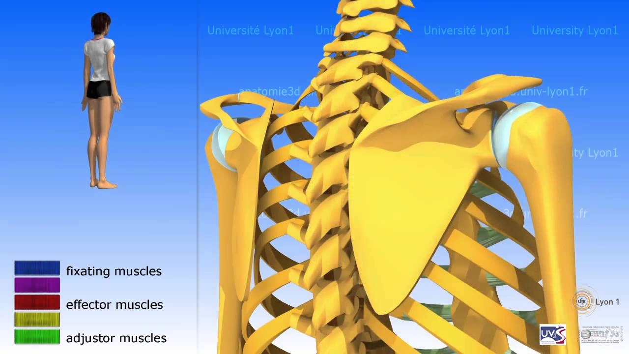 Adduction of the arm - YouTube