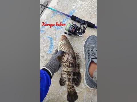 Mancing kerapu, spot pelabuhan patimban - YouTube