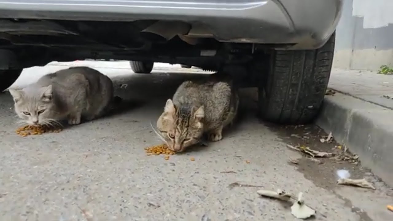 The most beautiful sweet cats in the world are waiting for food from me ...