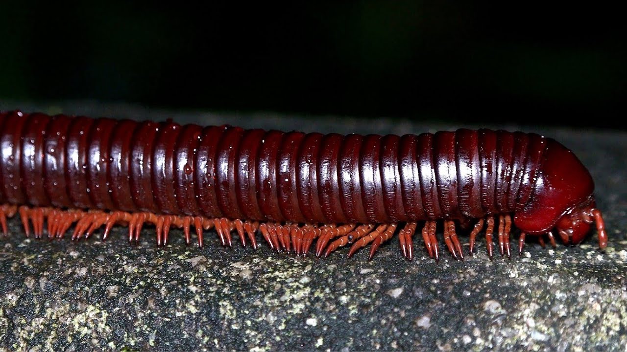 Giant Red Millipede