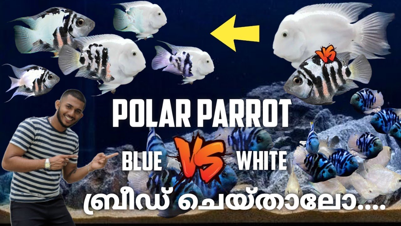Polar Parrot Fish Breeding Malayalam || Cichlid fish breeding || nature ...