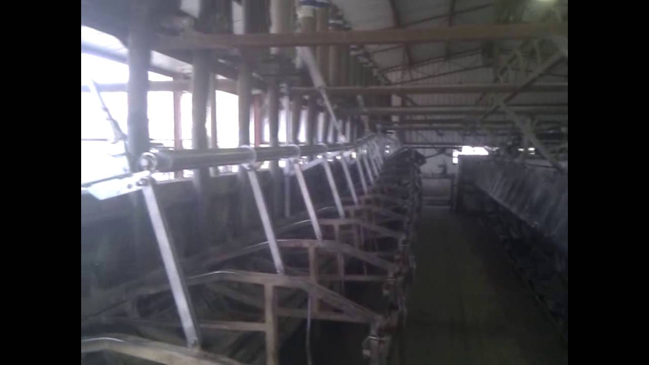 Pneumatic Larsen Stall Gates -- Global Dairy Systems - YouTube