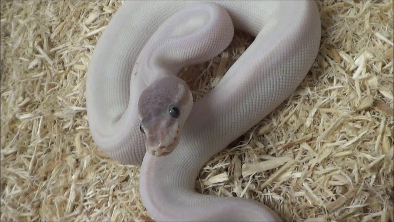 2 2017 Female Super Enchi Super Mojave Ball Pythons - YouTube