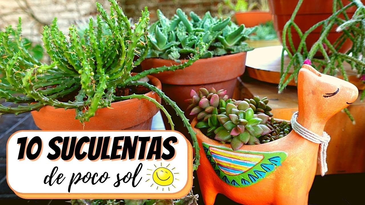 10 SUCULENTAS DE POCO SOL #TOP10SUCULENTAS - YouTube