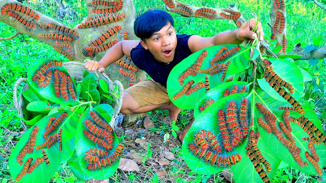 Jungle my life | Catch cashew tree worm | Cook worm for eat with salt ...