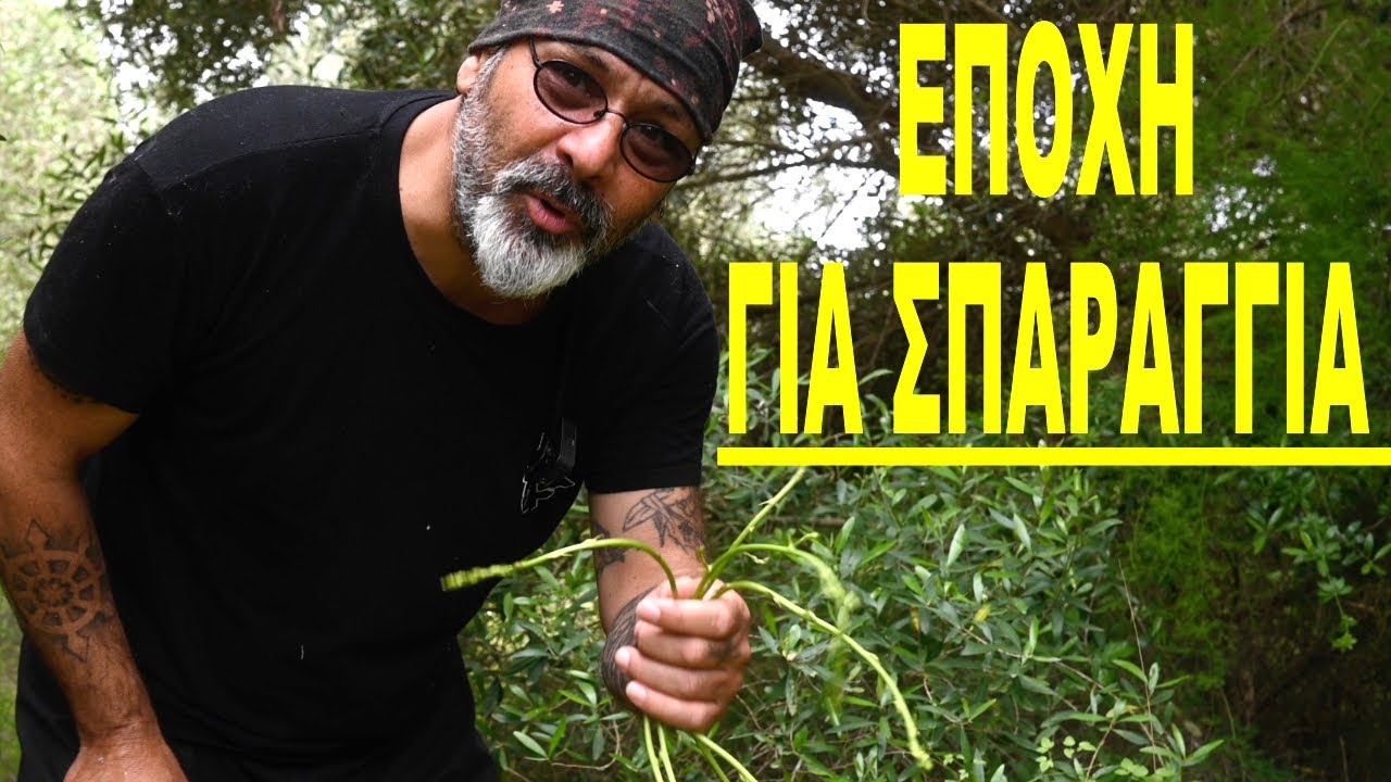 Σπαράγγια - Αναγνώριση και συλλογή άγριων σπαραγγιών! - YouTube