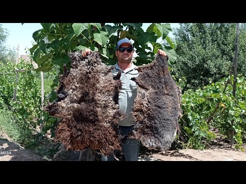 Beli og'riydiganlar uchun maxsus.Qo'y terisini oshlash  qo'y terisidan tabiy to'shamcha.#tabiat#qoy