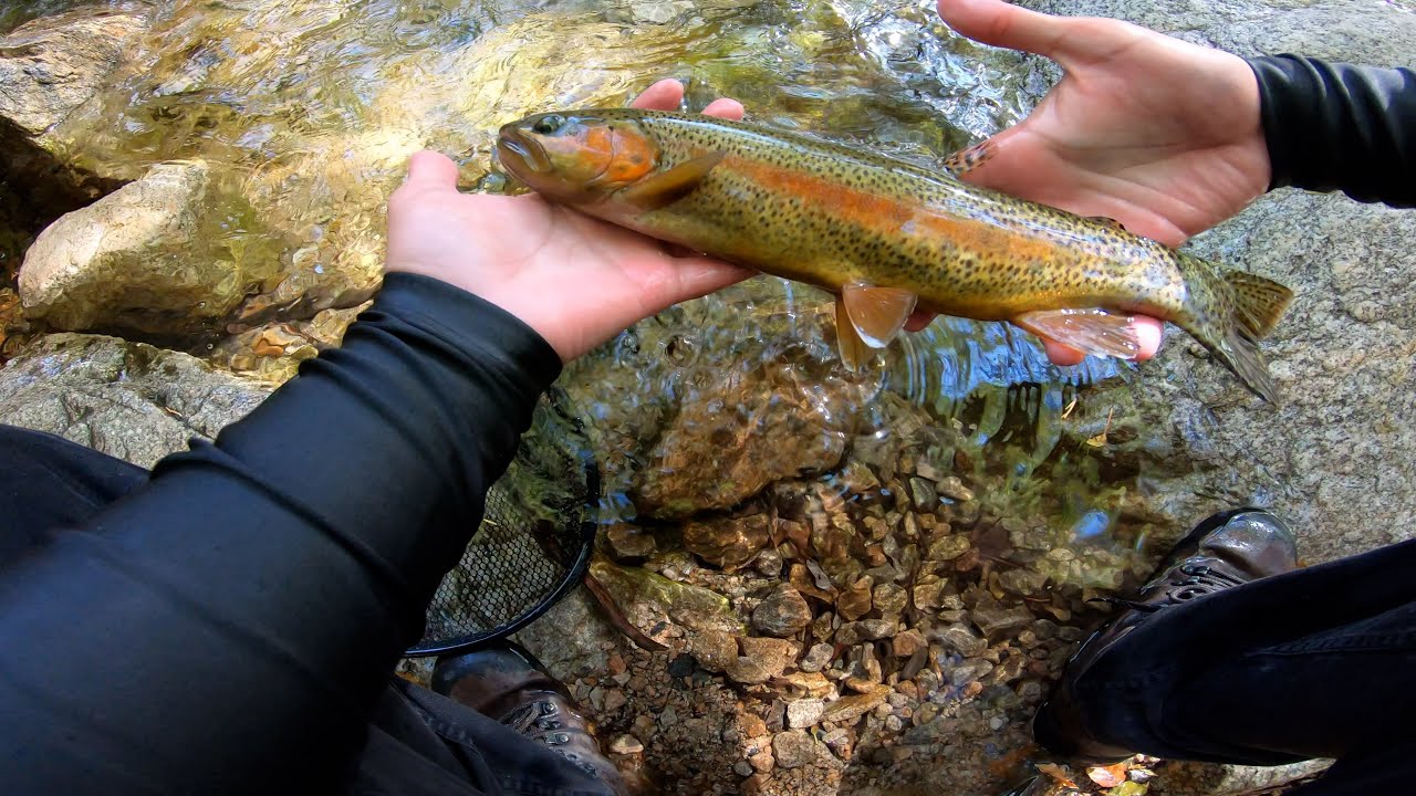 COLORFUL 13" Wild Rainbow in a small Southern California stream - YouTube
