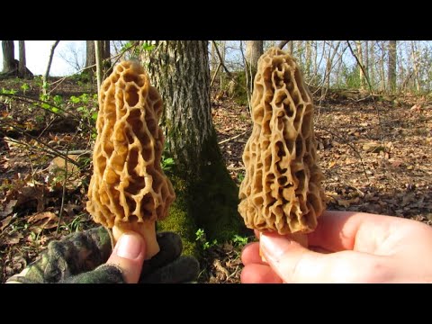 Giant Morel Mushrooms. - YouTube