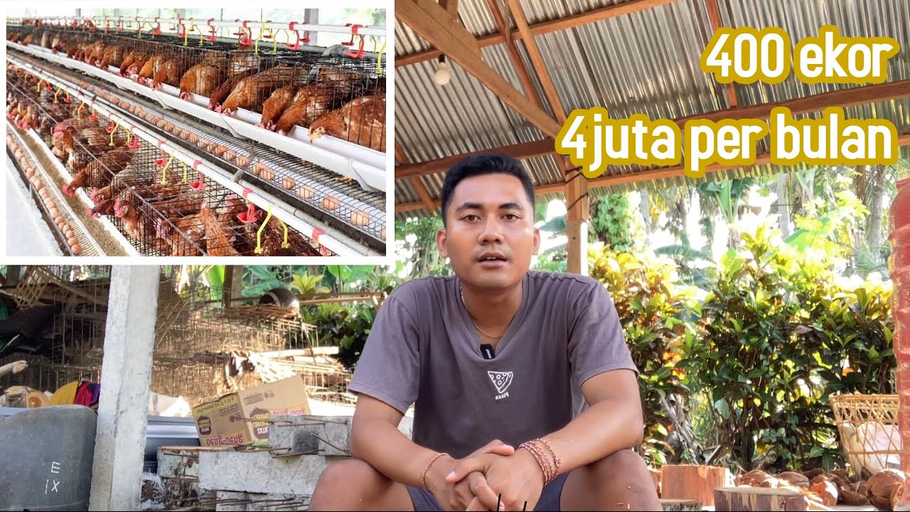 Persiapan pembangunan kandang ayam petelur kapasitas 400 ekor mulai ...