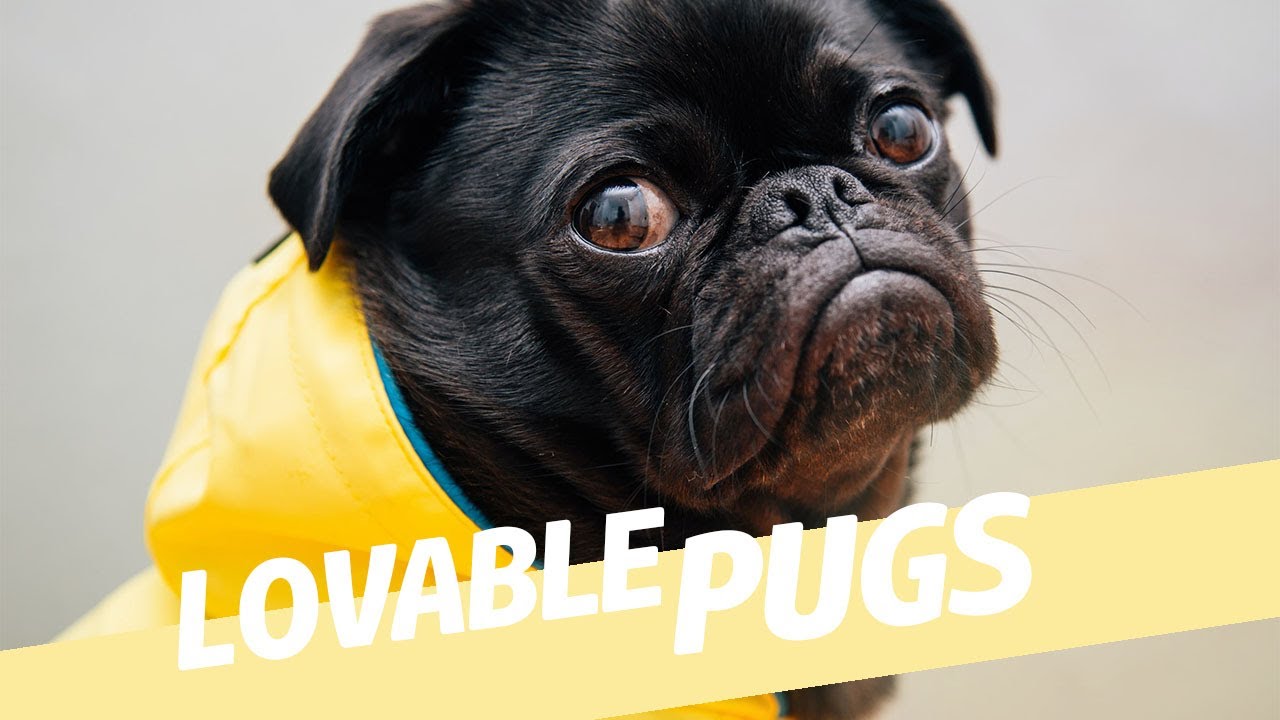 Pug Puppies | Funny Pug Singing and Barking Compilation - YouTube