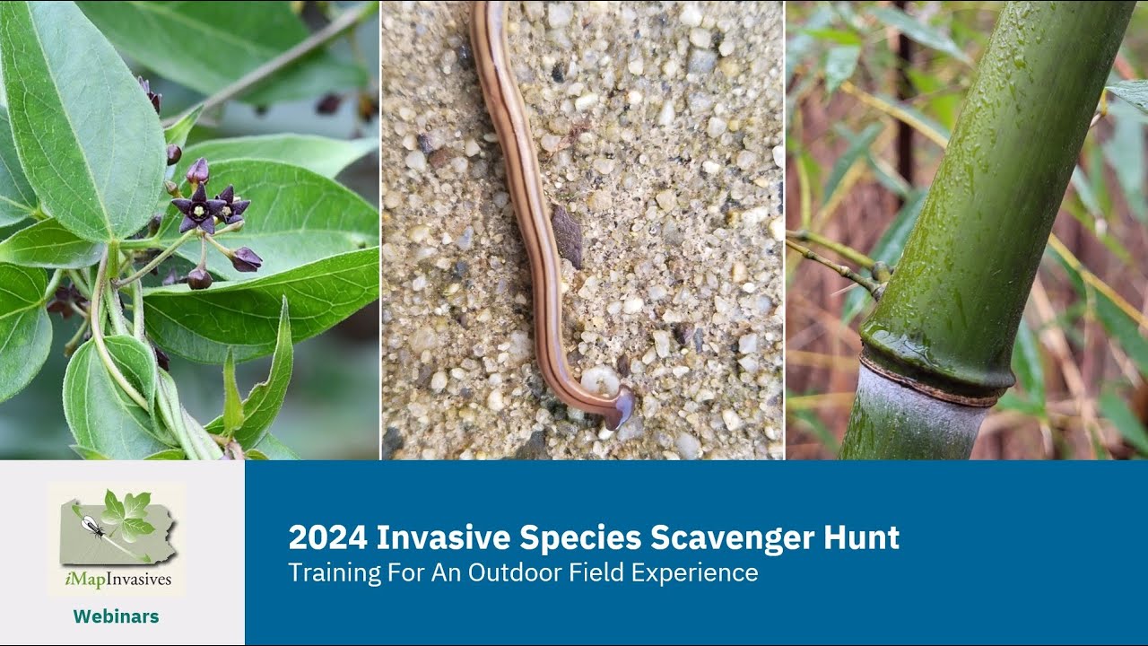 2024 Invasive Species Scavenger Hunt (July 30, 2024) - YouTube