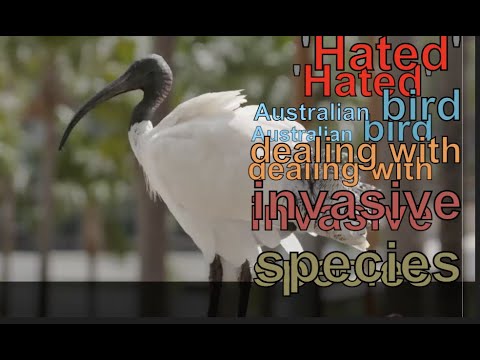 'Hated' Australian bird dealing with invasive species - YouTube