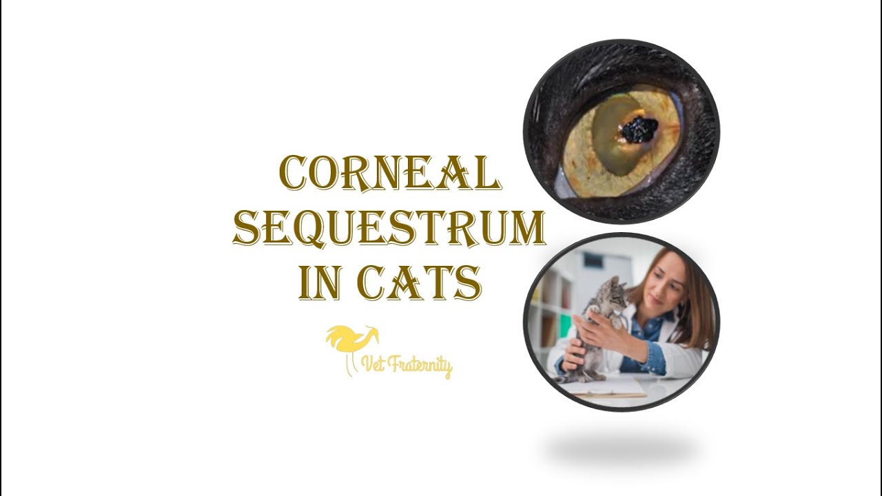 Corneal Sequestrum In Cats _ #NAVLE #Opthalmology - YouTube