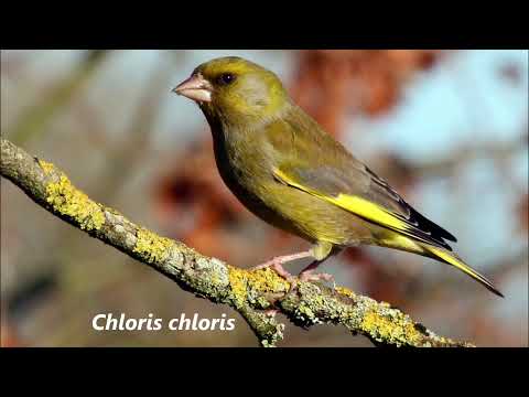 Versi e canto del Verdone - Greenfinch calls and song - Chloris Chloris